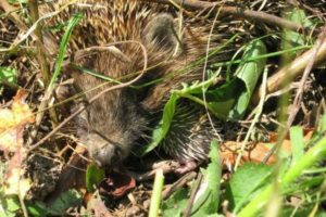 What Animals Live in Bushes? (Answered With Examples!) – Outlife Expert