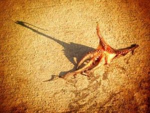 Can an octopus breathe air? (Answered!) – Outlife Expert