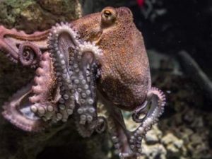 Can an octopus breathe air? (Answered!) – Outlife Expert