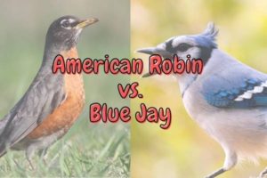 Do Robins Attack Other Birds? (Who Wins?) – Outlife Expert
