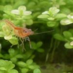 Baby Crayfish – 20 Facts And Careguide! – Outlife Expert