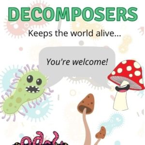 What are decomposers? (What do they eat?) – Outlife Expert