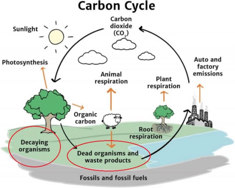 Why are decomposers important for ecosystems? – Outlife Expert