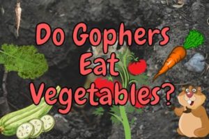 What Vegetables do Gophers Eat? (How to Prevent It!) – Outlife Expert