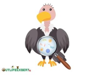 Are Vultures Decomposers? (Answered!) – Outlife Expert
