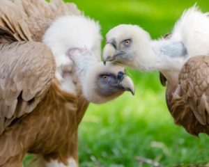 Are Vultures Decomposers? (Answered!) – Outlife Expert