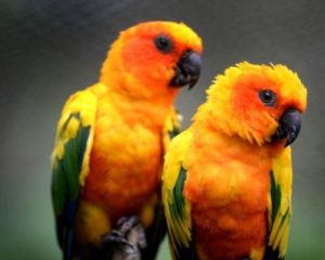 Are Birds Producers, Consumers or Decomposers? (Answered!) – Outlife Expert