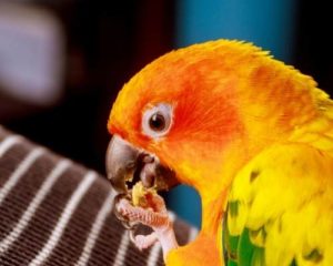 Do Birds Poop While Flying? (+ Other cool bird poop facts!) – Outlife ...