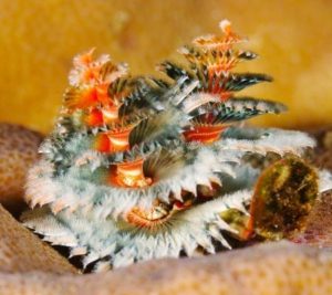 Decomposers In The Ocean? (Top 5 Examples Explained!) – Outlife Expert