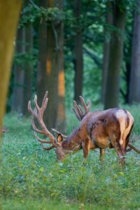 Are Elk Herbivores? (What do Elk Eat?) – Outlife Expert