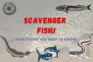 10 Scavenger Fish And What They Eat! – Outlife Expert