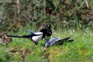 Are Birds Producers, Consumers or Decomposers? (Answered!) – Outlife Expert