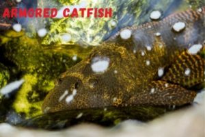 10 Scavenger Fish And What They Eat! – Outlife Expert