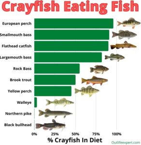 What Fish Will Eat Crayfish? (Top 10 Listed!) – Outlife Expert