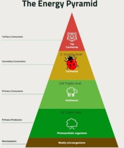 Are Ladybugs Carnivores? (Know The Facts!) – Outlife Expert