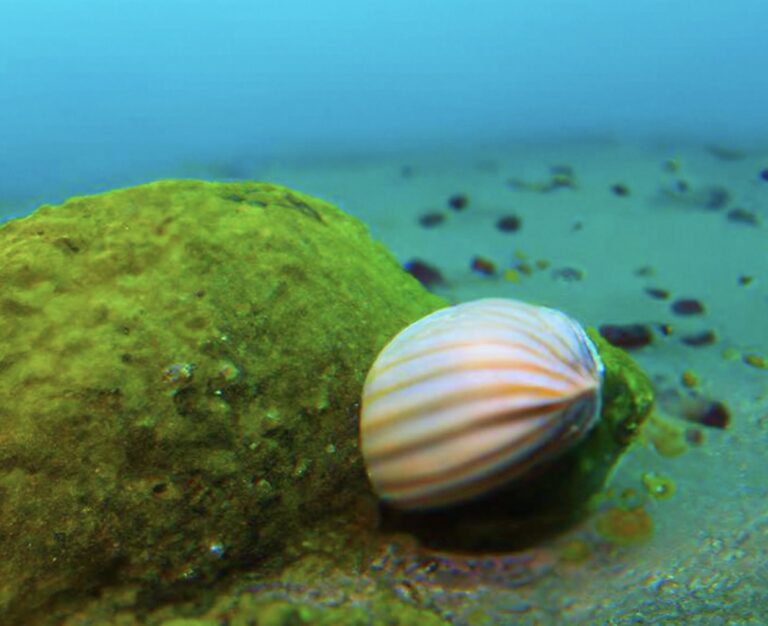 What do Limpets Eat? (Are they herbivores or omnivores?) – Outlife Expert