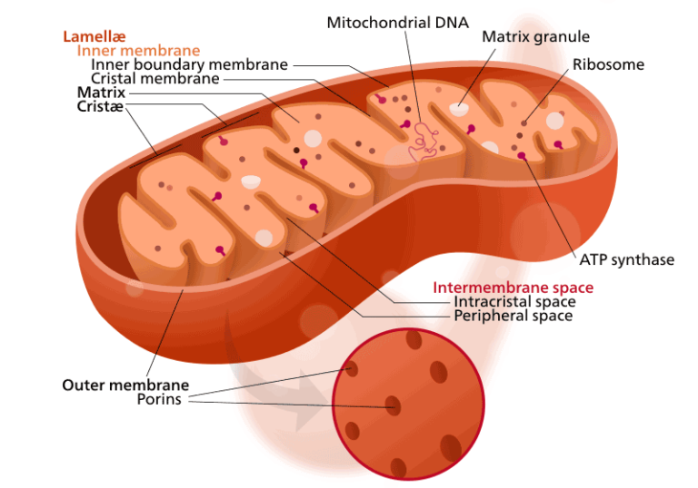 Do Plants Have Mitochondria? (Know The Facts!) – Outlife Expert