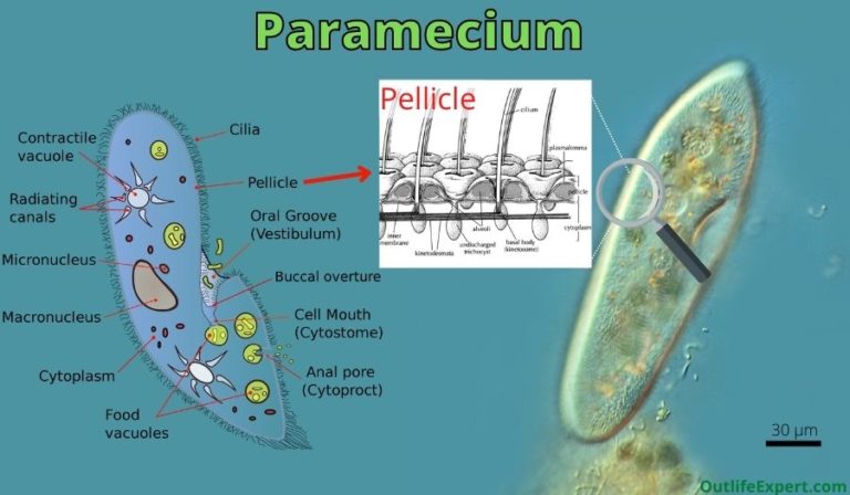 Do Paramecium Have A Cell Wall? (The Pellicle Explained!) – Outlife Expert