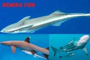 10 Scavenger Fish And What They Eat! – Outlife Expert