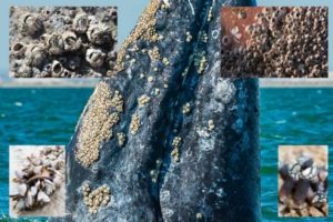 Are Barnacles Decomposers? (What do they eat?) – Outlife Expert