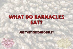 Are Barnacles Decomposers? (What do they eat?) – Outlife Expert