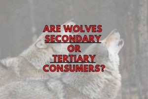Are Wolves Secondary or Tertiary Consumers? – Outlife Expert