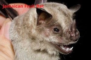 Are Bats Omnivores? (Answered With Examples!) – Outlife Expert