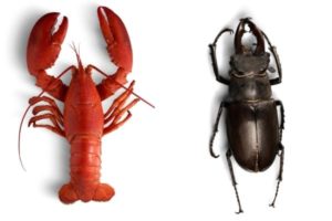 Are Crustaceans Insects? (Are Crabs and Lobsters Bugs?) – Outlife Expert