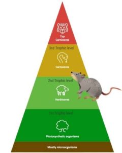 Are Mice Herbivores or Omnivores? – Outlife Expert