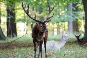 Are Elk Herbivores? (What do Elk Eat?) – Outlife Expert