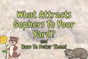 What Attracts Gophers To Your Yard? (What To Avoid!) – Outlife Expert
