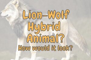 How would a lion-wolf hybrid look? (See for Yourself!) – Outlife Expert