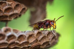 Hornets Nests – Everything You Need to Know! – Outlife Expert