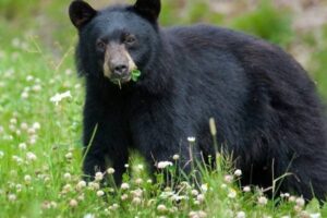 What Animals Eat Hornets and Their Nests? (Answered!) – Outlife Expert