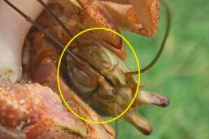Crab Mouth Anatomy – How Do Crab Mouths Work? – Outlife Expert