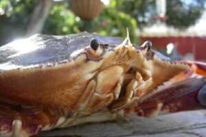 Crab Mouth Anatomy – How Do Crab Mouths Work? – Outlife Expert