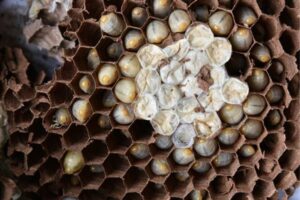 Hornets Nests – Everything You Need to Know! – Outlife Expert