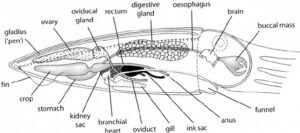 Do Squids have mouths? (Do They Have Teeth?) – Outlife Expert