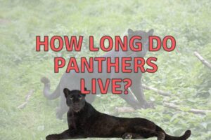 How Long Do Panthers Live? (Panther Life Span Explained!) – Outlife Expert