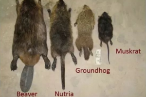 Groundhogs Tails – Everything You Need to Know! – Outlife Expert