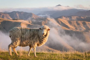 Why Is Wool So Expensive? (7 Reasons Listed!) – Outlife Expert