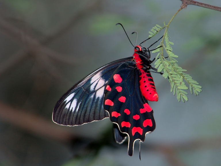 10 Pink Butterfly Species: Yes, They Do Exist! – Outlife Expert