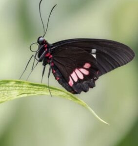 10 Pink Butterfly Species: Yes, They Do Exist! – Outlife Expert