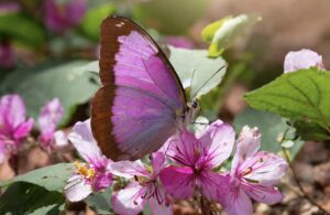 10 Pink Butterfly Species: Yes, They Do Exist! – Outlife Expert