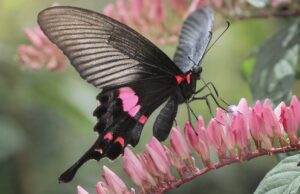 10 Pink Butterfly Species: Yes, They Do Exist! – Outlife Expert